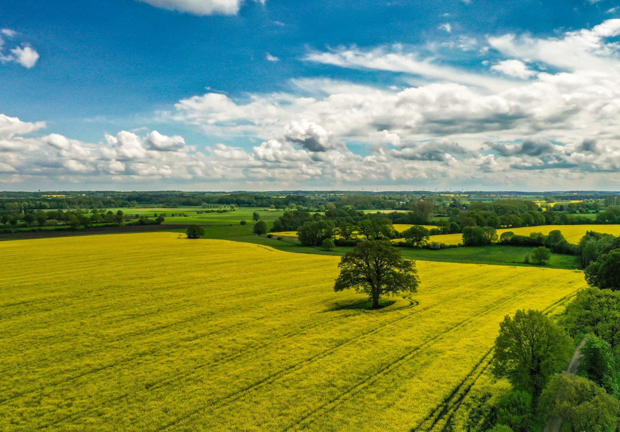 Blick über Ostholsteins Rapslandschaft. – Redöhl-Fotografie