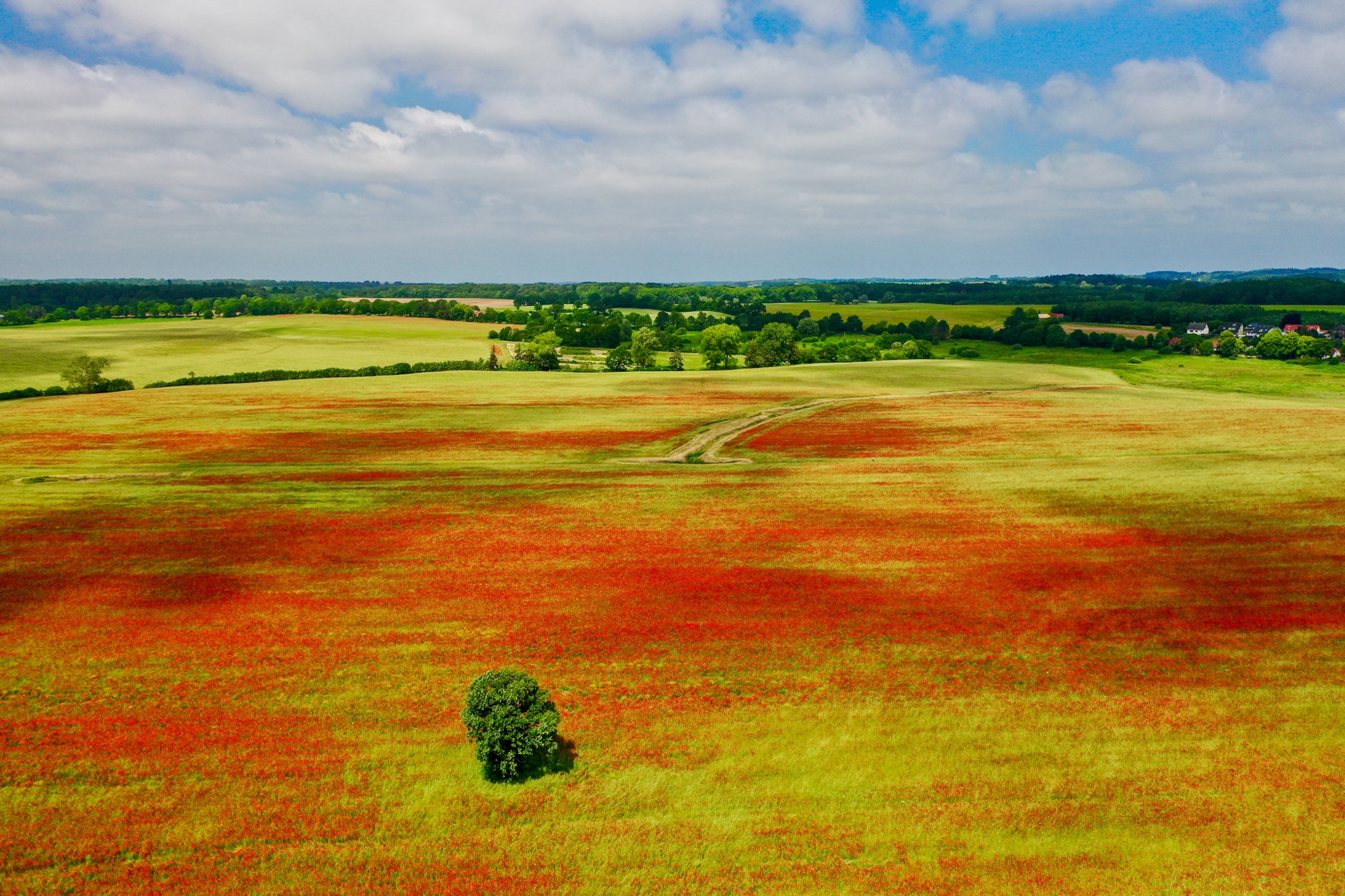 Mohn in Ostholstein – Redöhl-Fotografie
