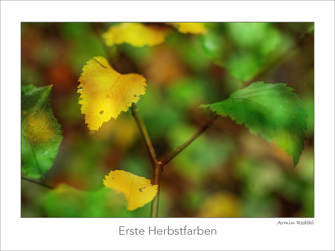 Herbstfarben im Wald – Redöhl-Fotografie