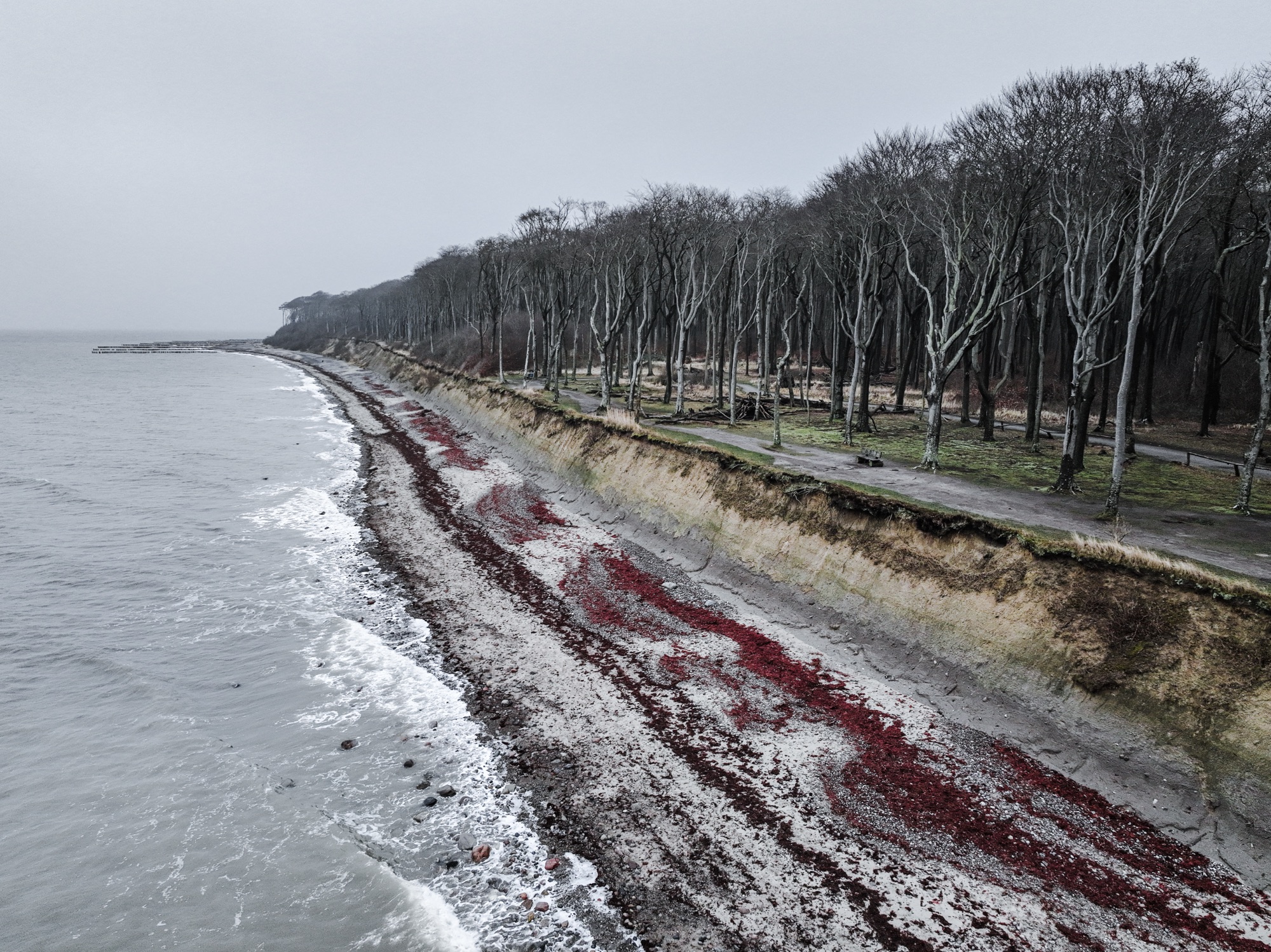 Gespensterwald an der Ostsee – Redöhl-Fotografie