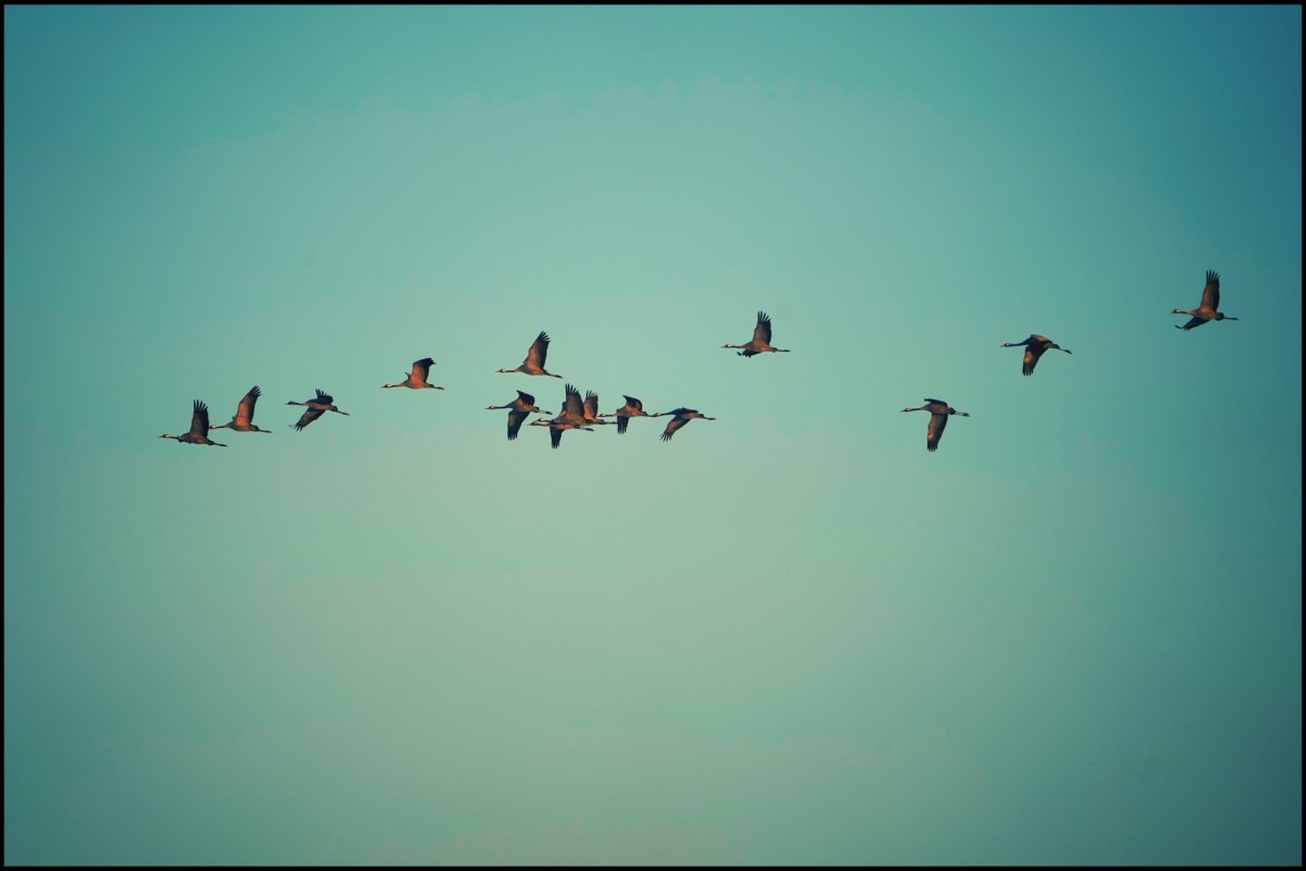 Die ersten Kraniche auf dem Weg in den Norden – Redöhl-Fotografie